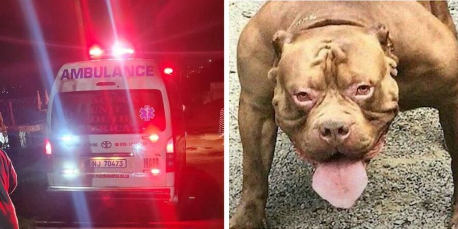South African man mauled by pit bull, suffers fractured leg | Human ...