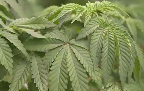 Arizona Bill Regarding ‘Excessive’ Marijuana Odor Could Outlaw Smelly ...