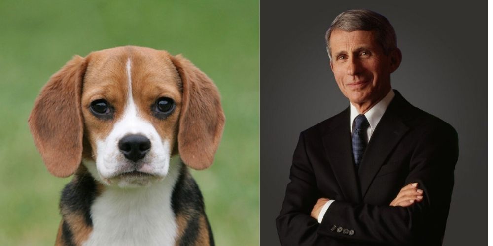 REVEALED: Documents show Fauci approved public funds for puppy-killing ...