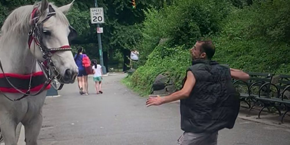 Crazed man punches 3 carriage horses in Central Park | The Post ...