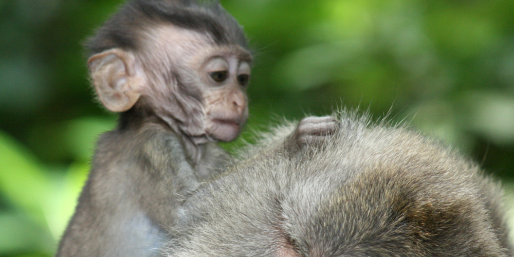 Scientists create embryo with human and monkey cells in historic first ...