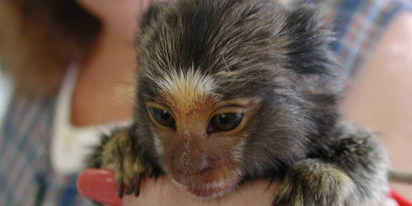 Human gene introduced into monkey fetus leads to bigger brain | The ...