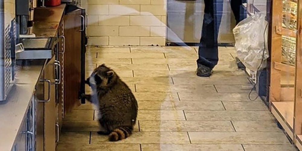 Raccoon seen 'working' at Tim Hortons in the most Toronto thing ever ...