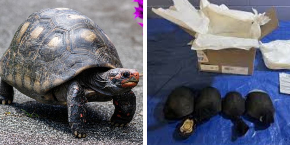 Chinese national sentenced to 2 years for trafficking hundreds of live ...